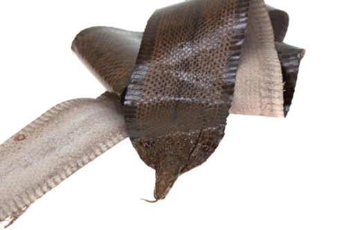 authentic SPITTING Rat SNAKESKIN HIDE Tanned Taxidermy without Tail Tip ...