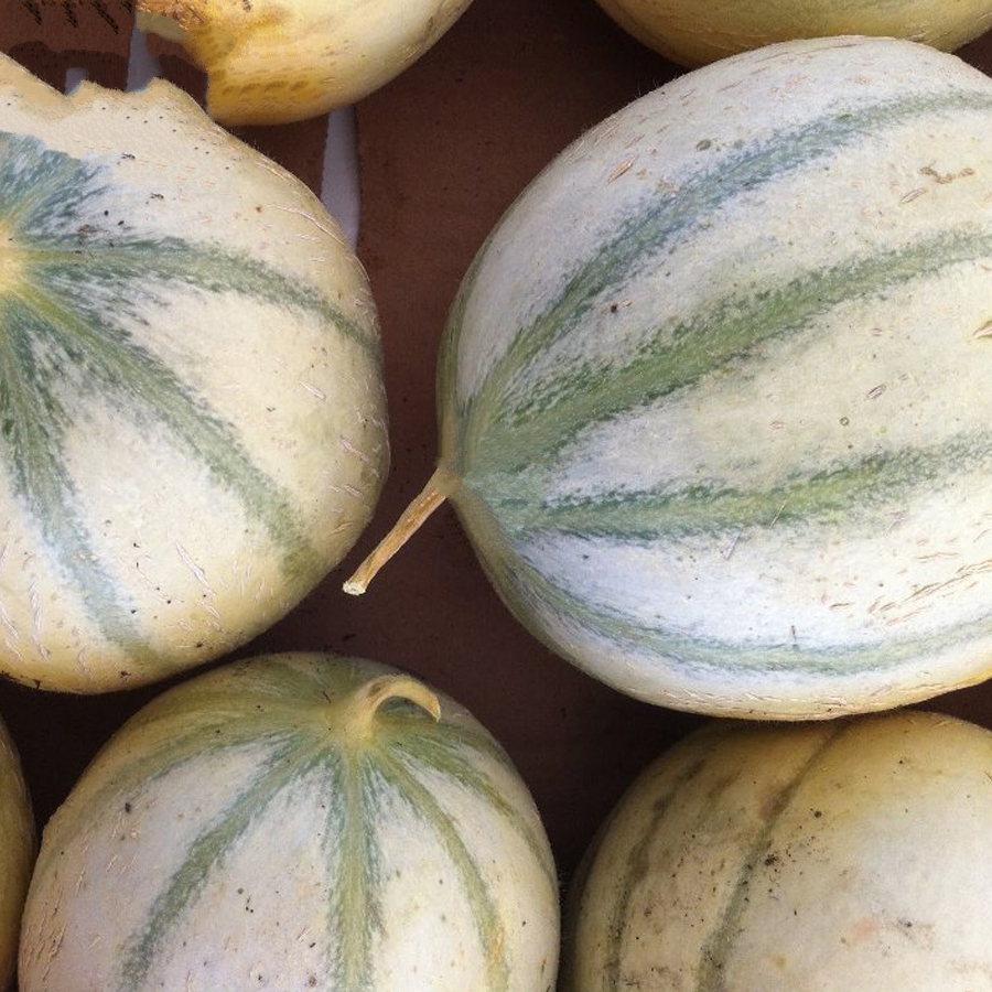 Small Heirloom True French Charentais Gourmet Melon Cucumis Melo 20 ...