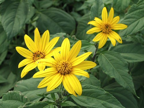 6 Sunchoke Tubers/Plants Fuseau Helianthus tuberosa Sunroot Jerusalem ...