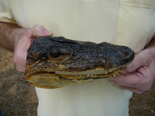 (G-Def-24) Deformed Gator arrow jaw ALLIGATOR Aligator HEAD teeth ...