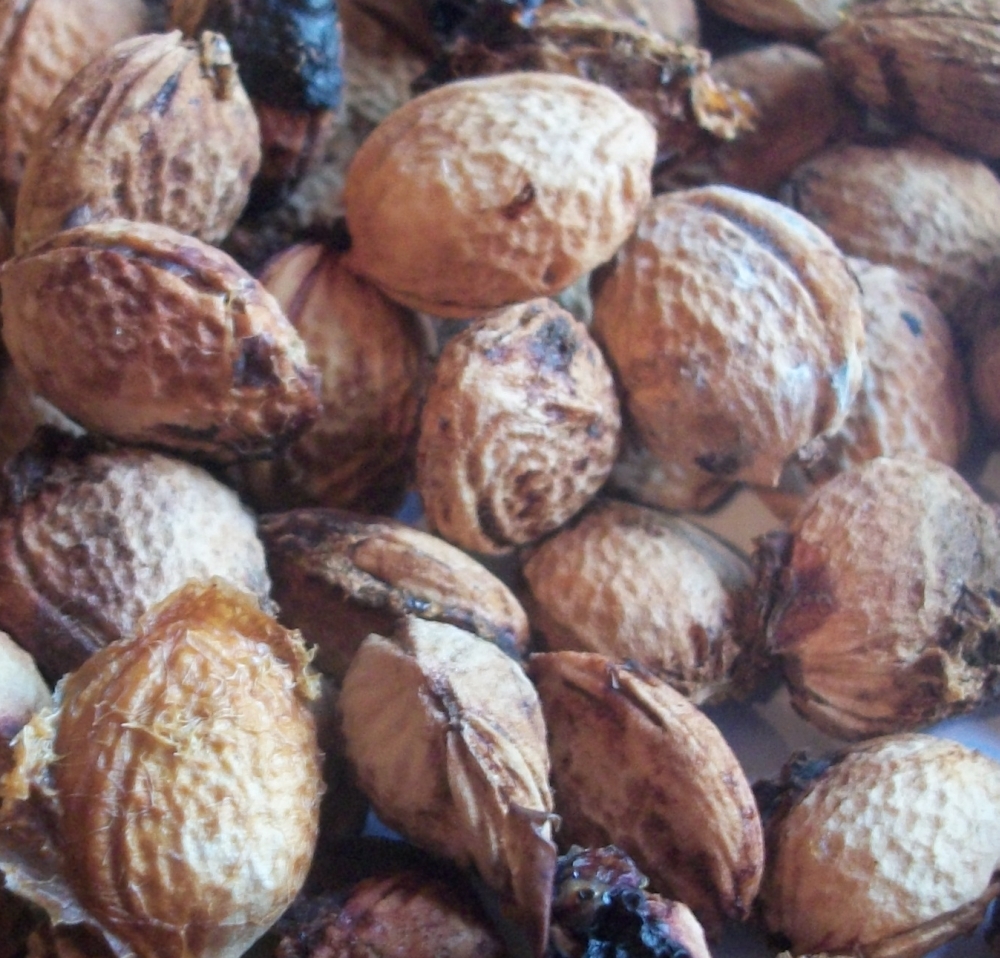 Prunus cerasifera - Purple Leave Thunderbolt Plum 5 seeds - Seeds & Bulbs