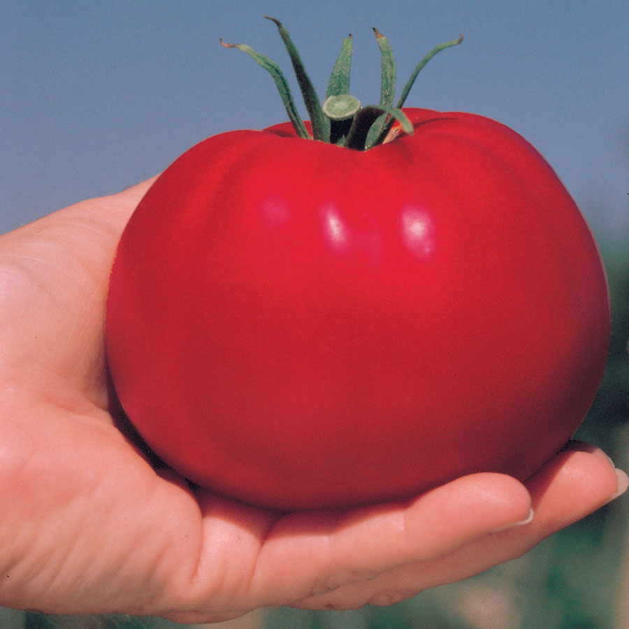 Park's Whopper CR Improved Tomato Seeds - 100 Seeds/pack - Vegetable Seeds Park's Whopper CR Improved Tomato Seeds - 100 Seeds/pack - Vegetable Seeds