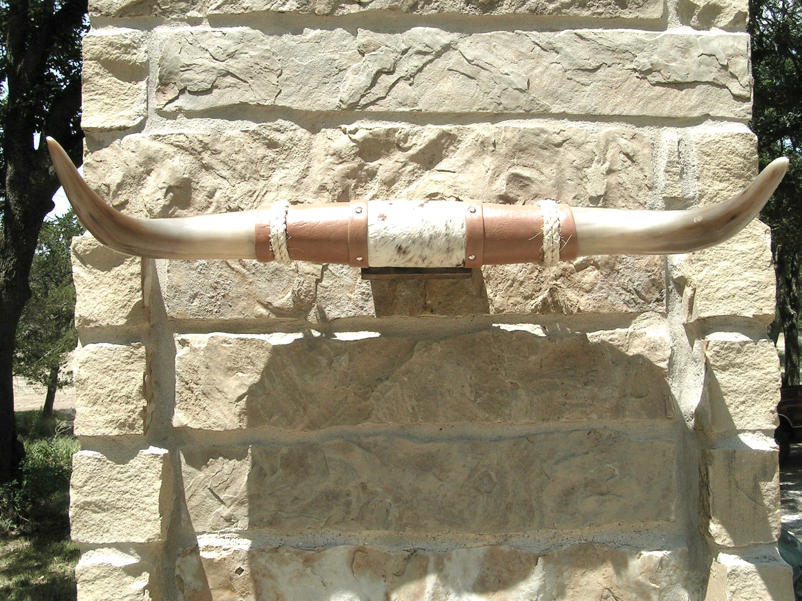 Mounted Steer Wall Horns Cow Horn 0551 Small - Decor