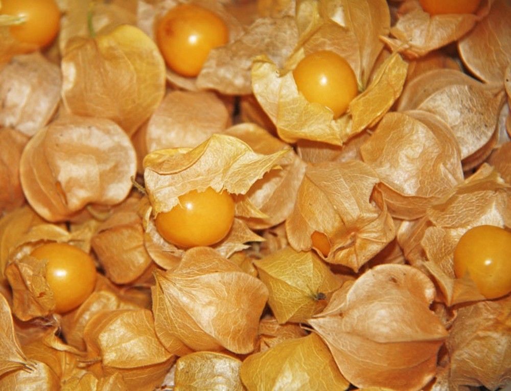 SHIPPED From US, Ground Cherry (Husk Tomato) Heirloom, 6000 seeds RM ...