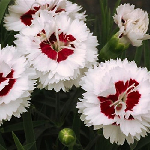 5 Evergreen Pinks - Dianthus Coconut Surprise - Five Live Evergreen ...