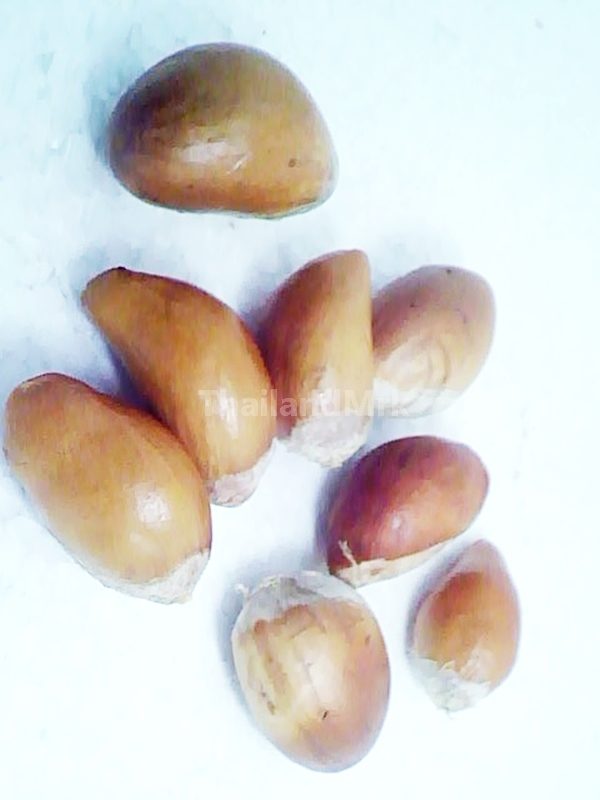 Thai Durian Malvaceae Durio zibethinus 5 Seeds ThailandMrk - Seeds & Bulbs