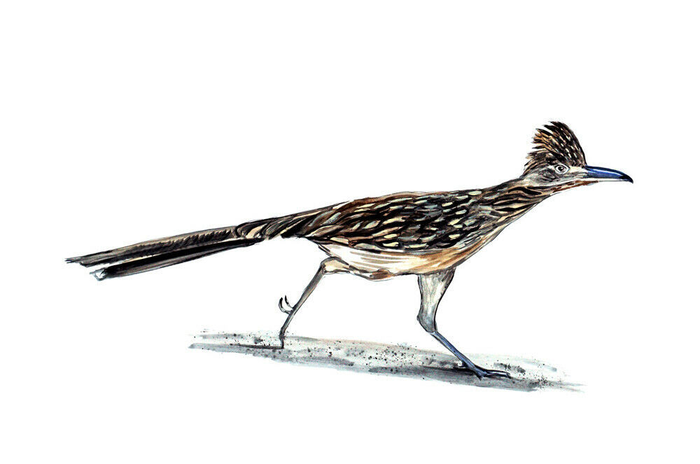 Roadrunner Road Runner Vinyl Decal Sticker Auto Truck RV Camper Bumper ...