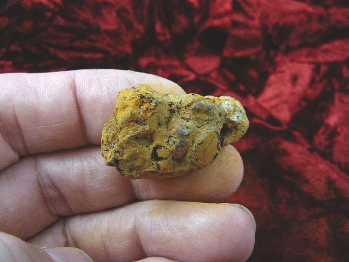 (PP450-59) 1" Genuine Fossil TURTLE POOP Coprolite DUNG WEIRD WA state ...