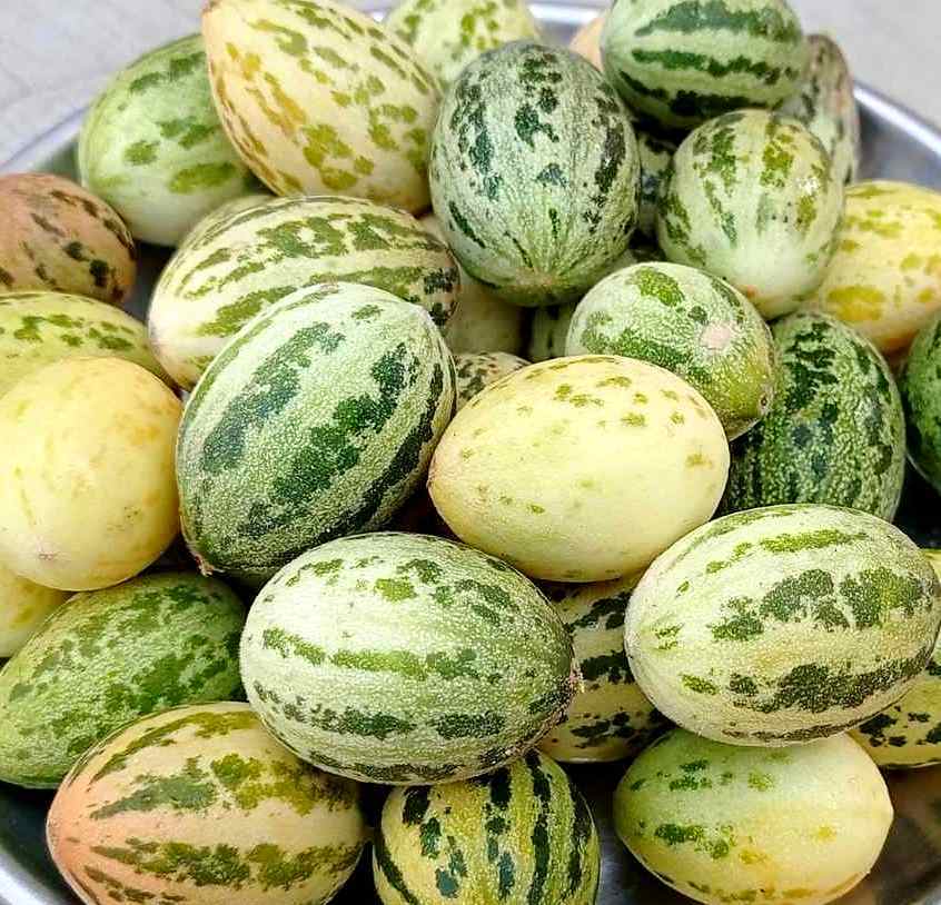 Foot Kachri Vegetable Seeds-Famous Rajasthani Vegetables Seeds for Sale ...