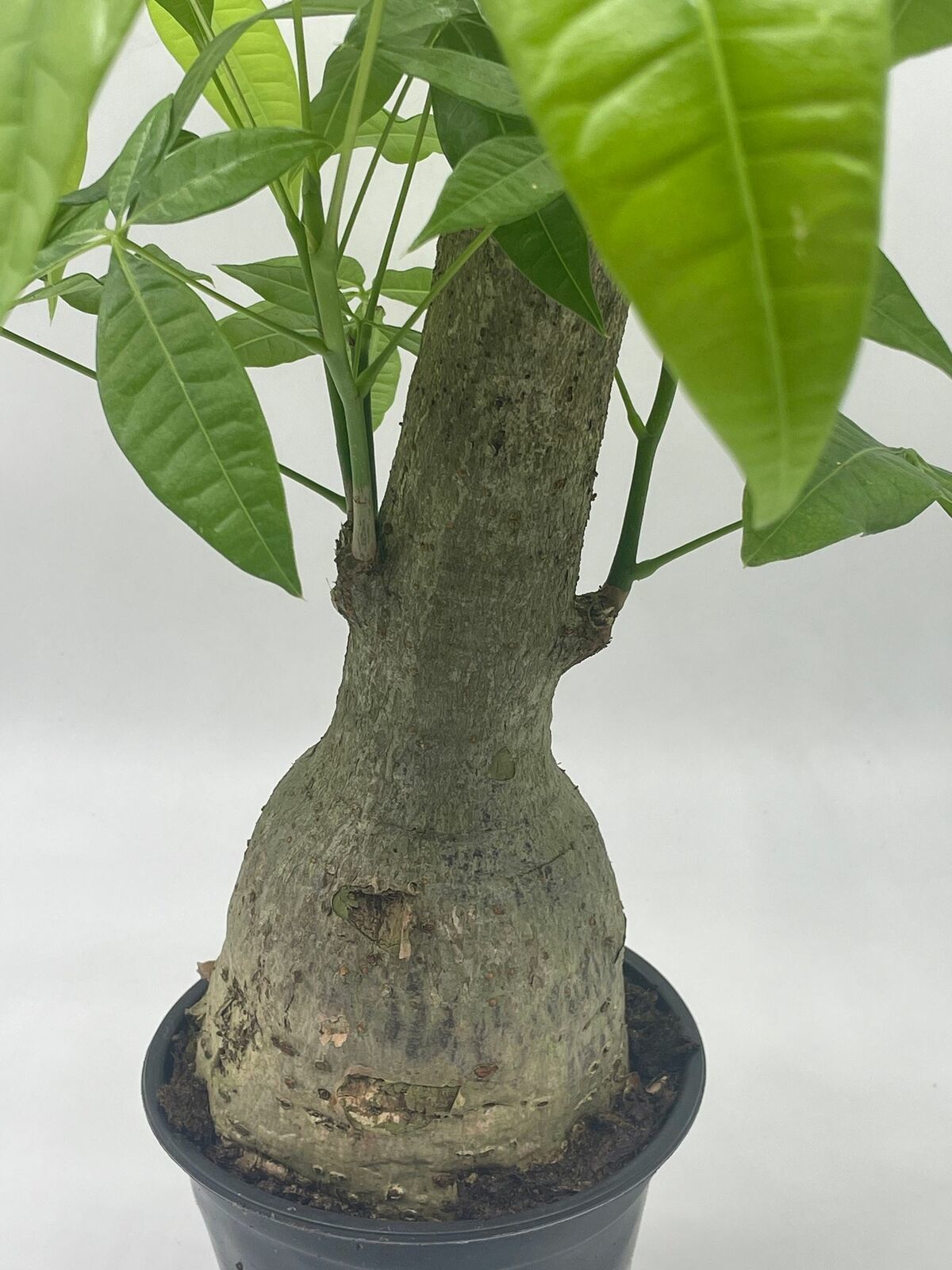 Money Tree Stump, Pachira aquatica, in 6 and similar items