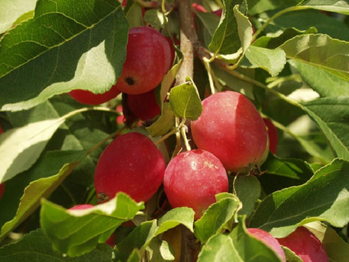 LIVE PLANT Dolgo Crabapple fruit tree seedling hardy crab apple tree ...