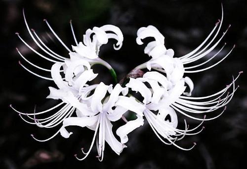 Pure White Lycoris Bulb,Spider Lily,Lycoris Radiata - 5 Bulbs - Bulbs ...