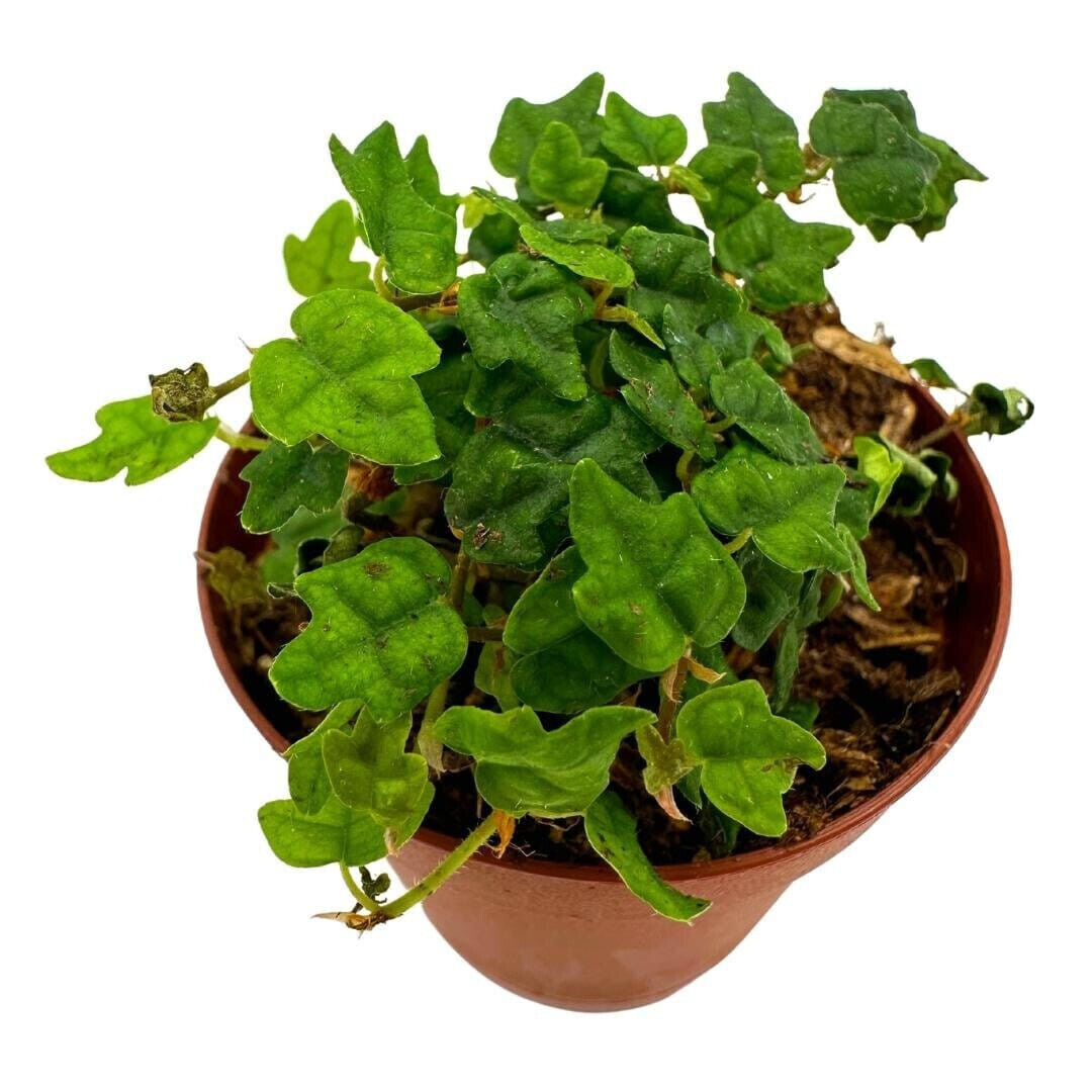 String of Frogs, In a 2 Inch Pot, Frog Feet Plant, Ficus pumila ...
