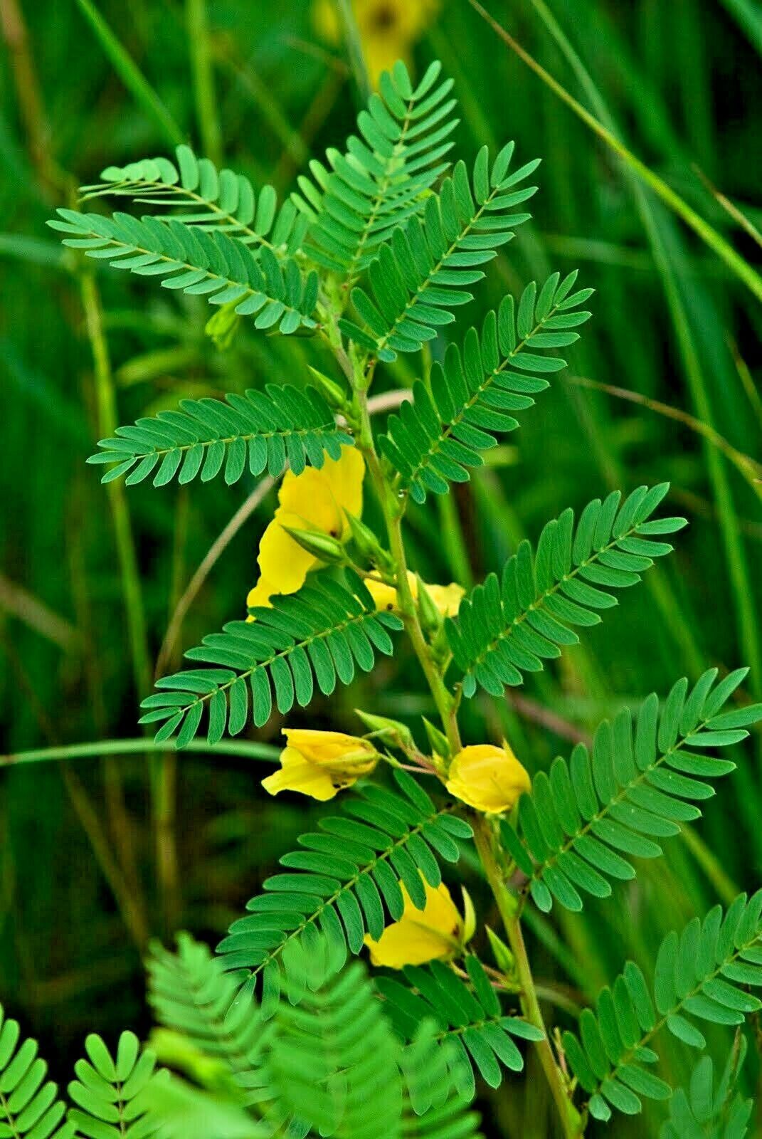 Partridge Pea 200 Flower Seeds - Annual & Biennial Seeds