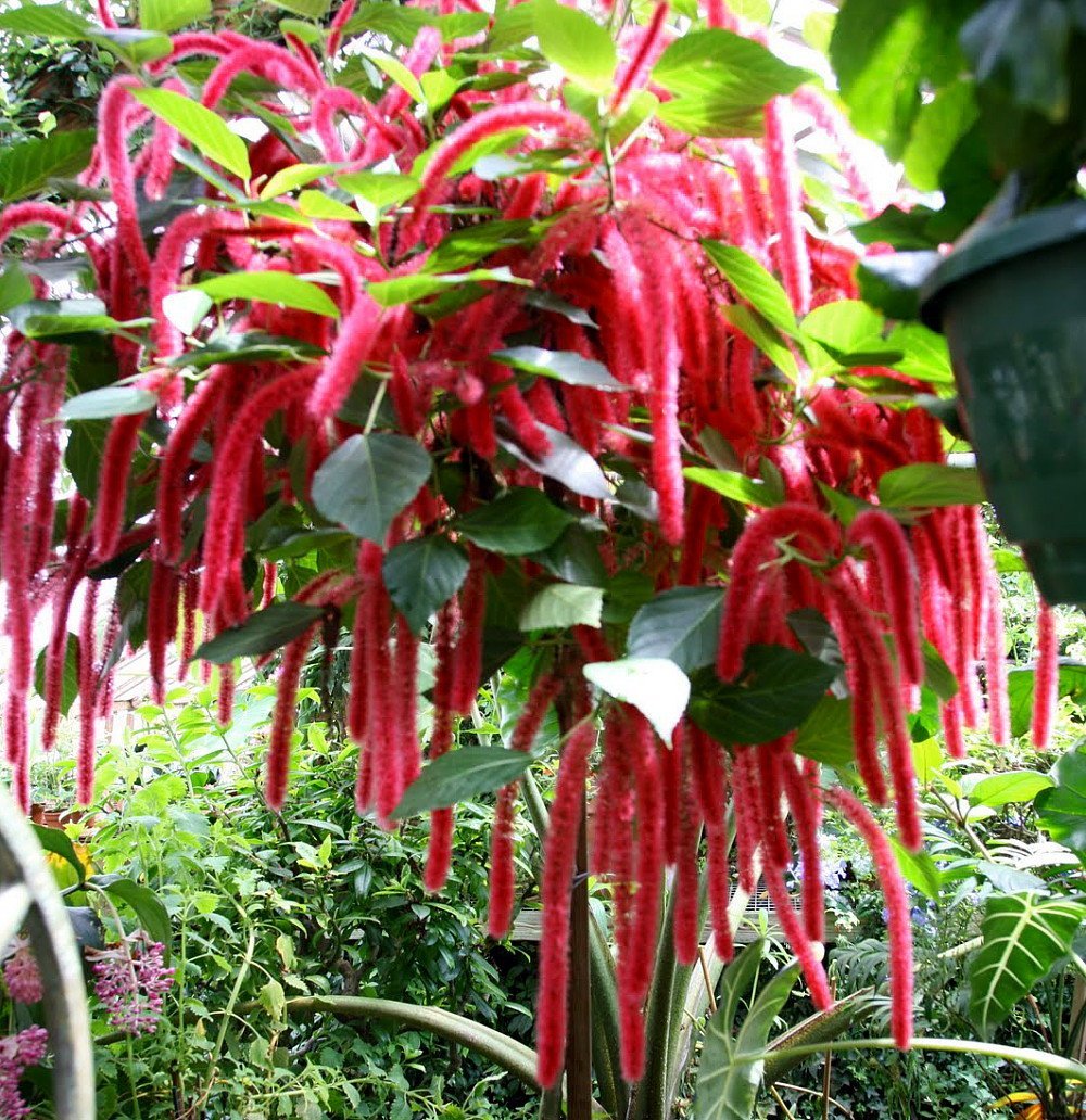 Chenille Firetail Plant - Cat Tails Plant - Acalypha pendula -Indoors ...