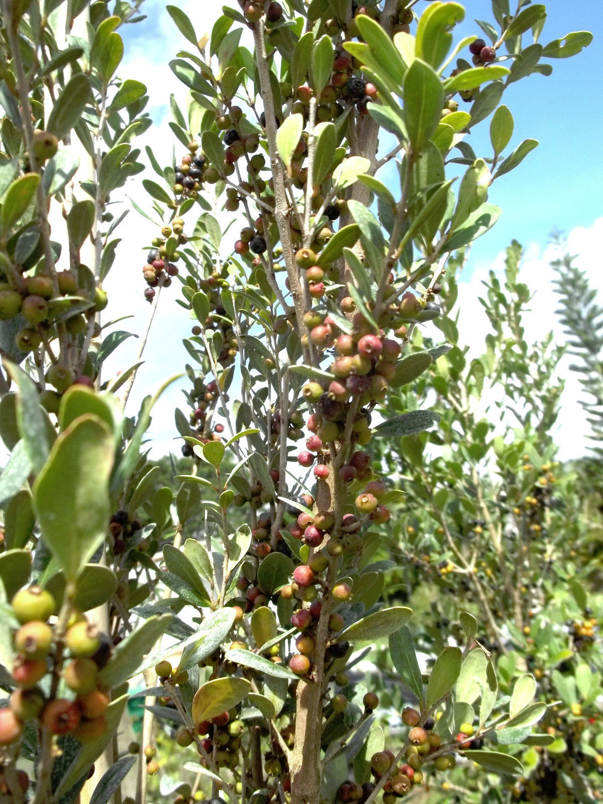 Red Stopper Eugenia rhombea, Florida native wild bird tree bonsai seed ...