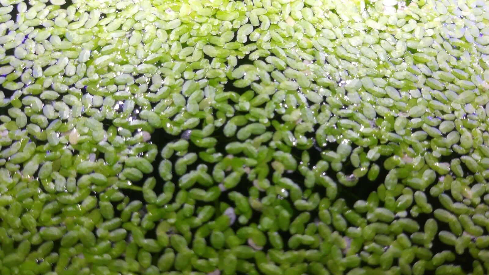 Duckweed Lemnoideae Live Aquarium Floating Plant Fish Food Turtles ...