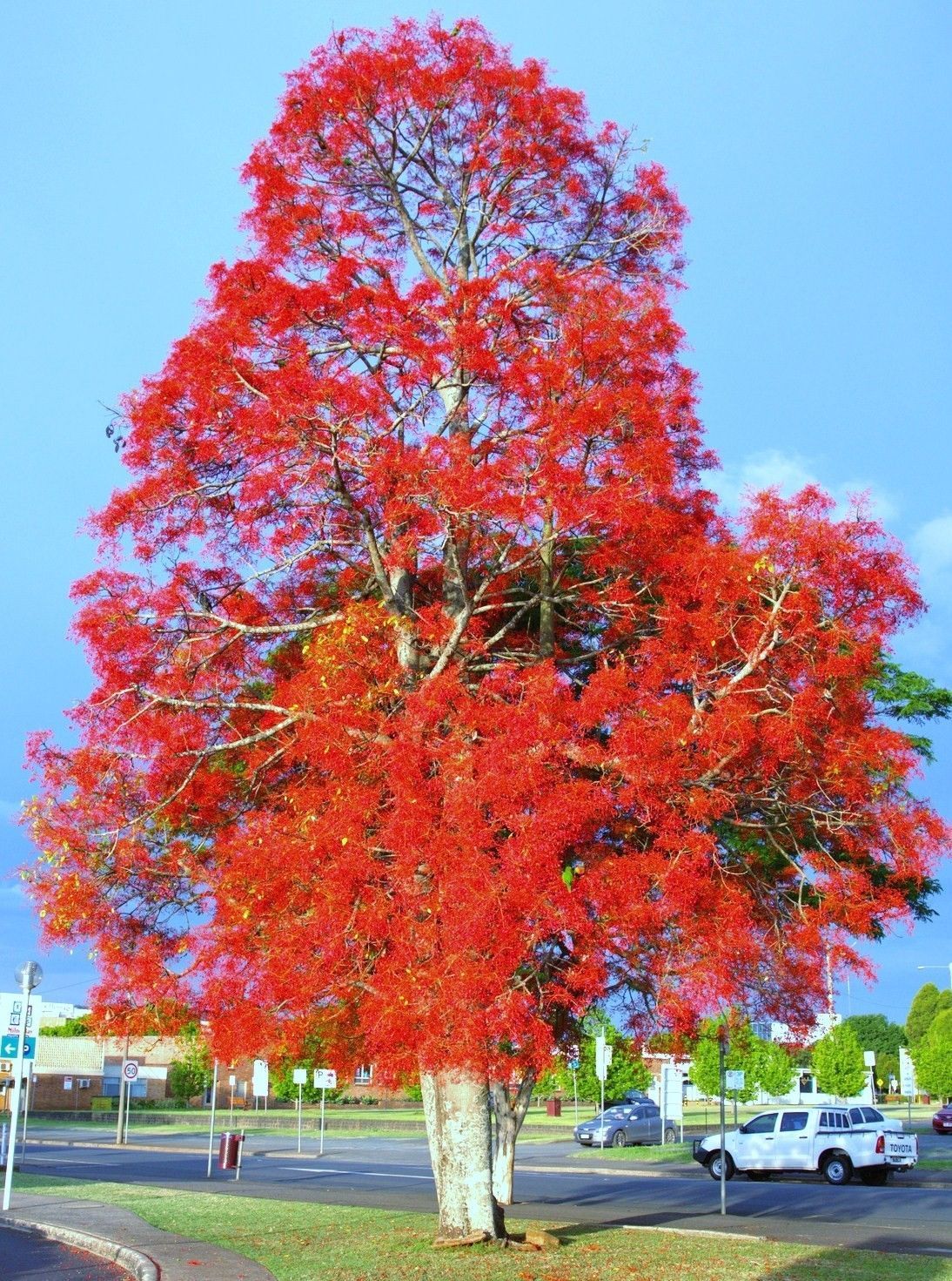 Brachychiton acerifolius, exotic Illawarra Flame Tree flowering seed ...