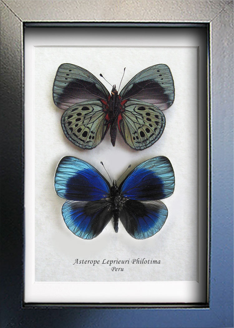 Asterope Leprieuri Blue Sapphire Star Butterflies Entomology ...