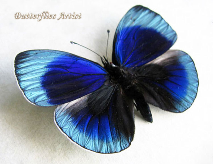 Asterope Leprieuri Blue Sapphire Star Butterflies Entomology ...
