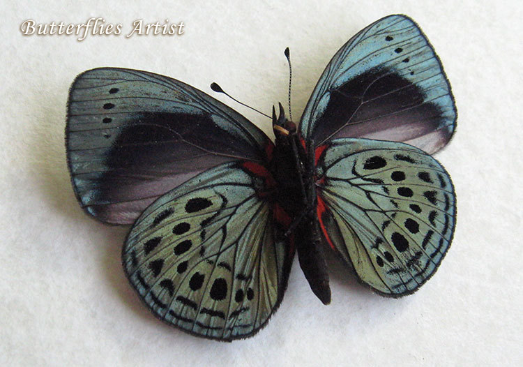 Asterope Leprieuri Blue Sapphire Star Butterflies Entomology ...