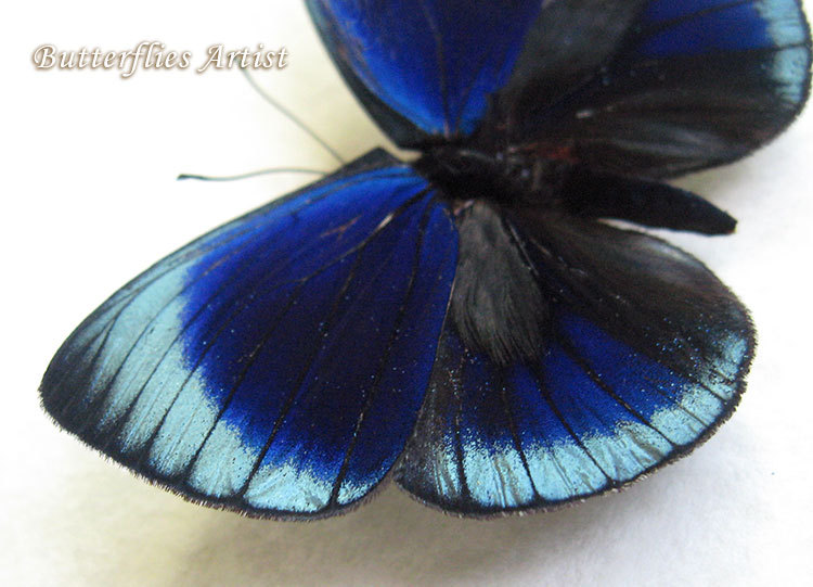 Asterope Leprieuri Blue Sapphire Star Butterflies Entomology ...
