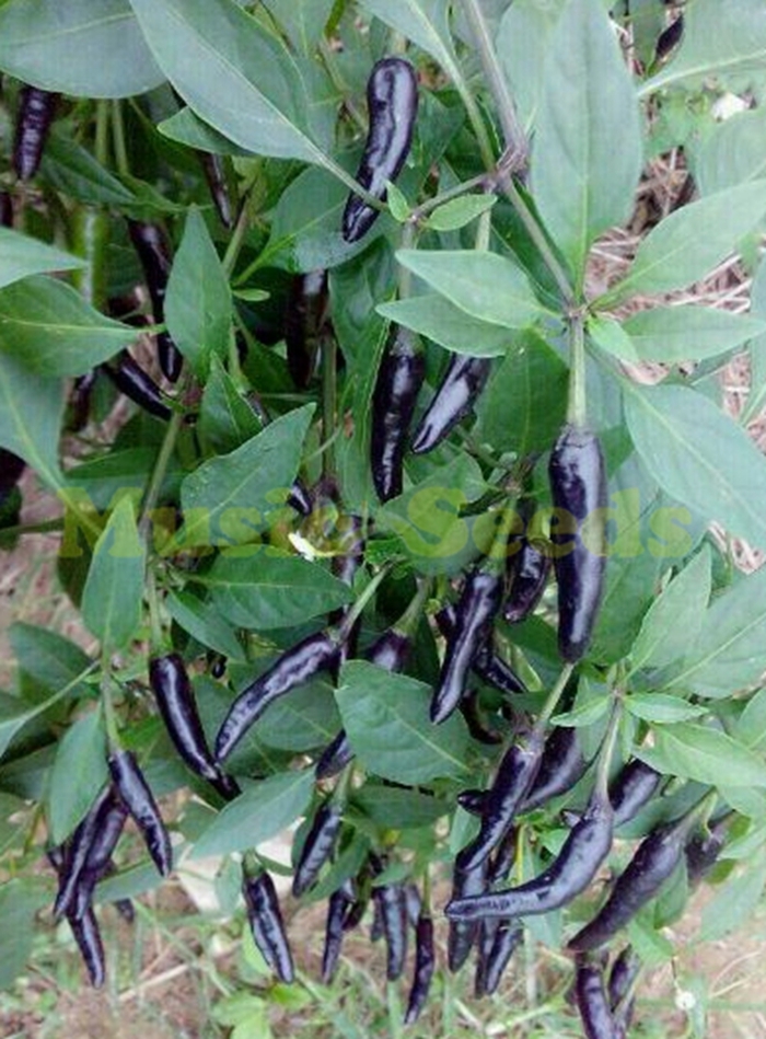 100 RARE BLACK COBRA PEPPER SEEDS! JET BLACK HOT PEPPERS ON FUZZY ...