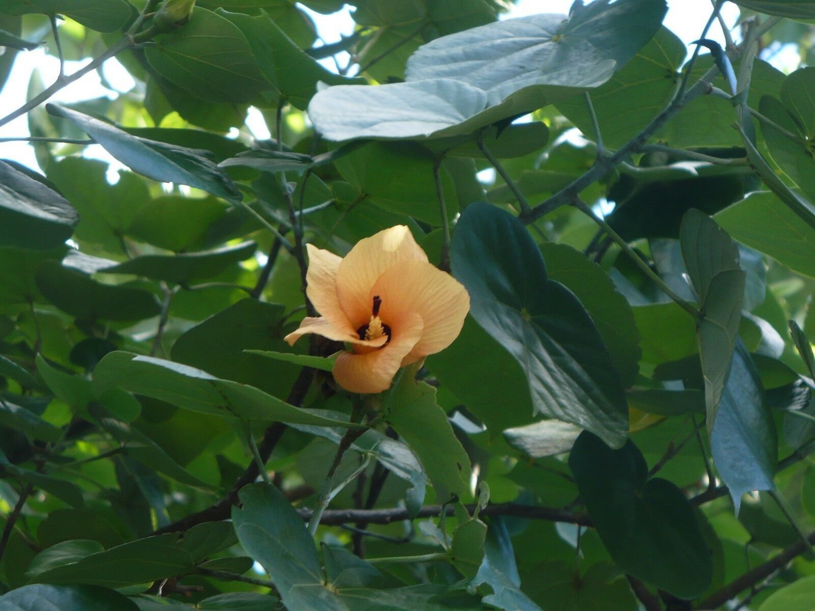 20 Seeds Sea Hibiscus Mahoe Hibiscus Tiliaceus - Other Seeds & Bulbs