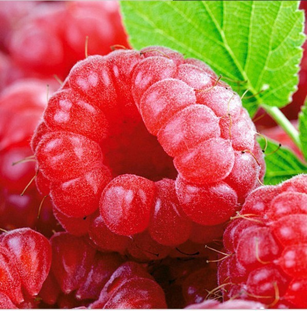 Four different varieties of raspberry seeds!Edible! Easy to grow! Home ...