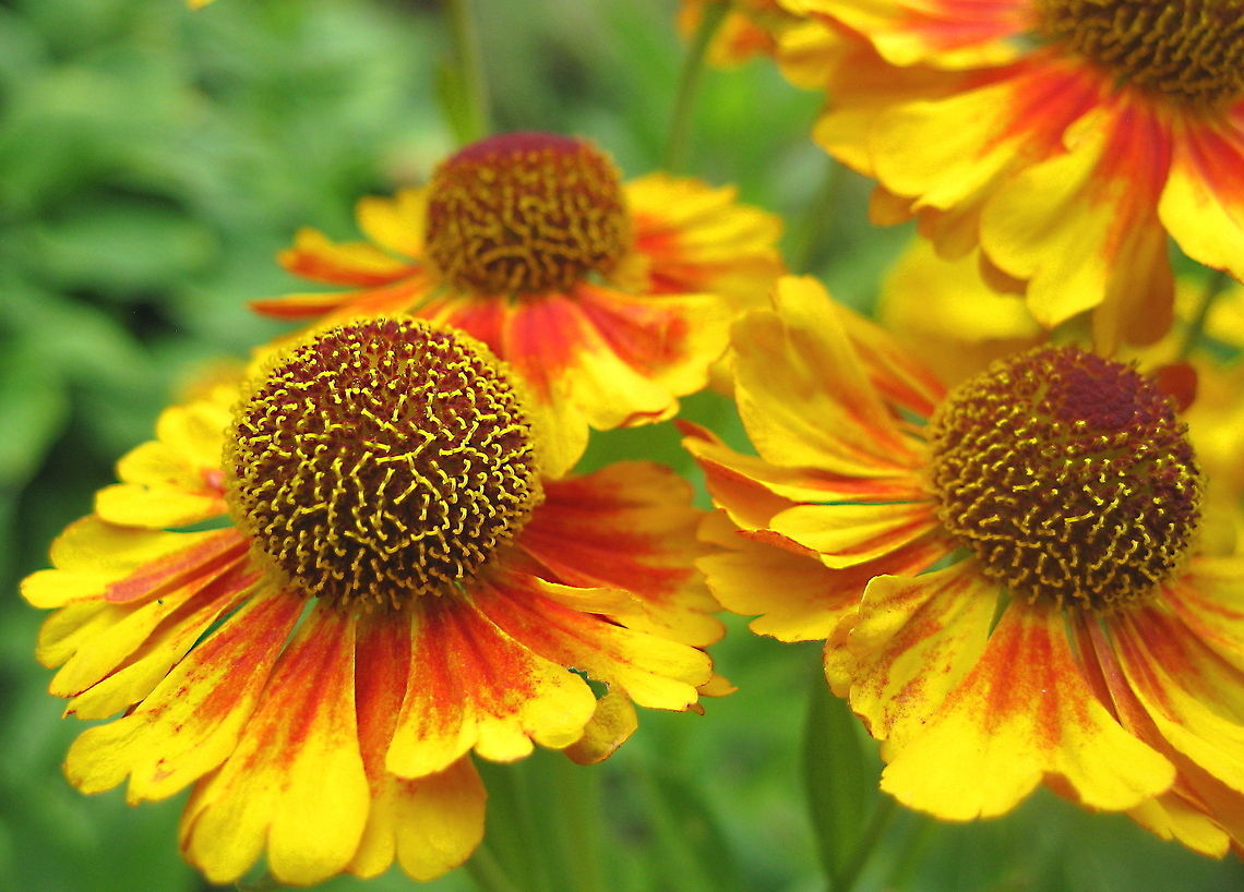50 Sneezeweed Autumnale Flower Seeds - (Helenium Autumnale) - Seeds & Bulbs