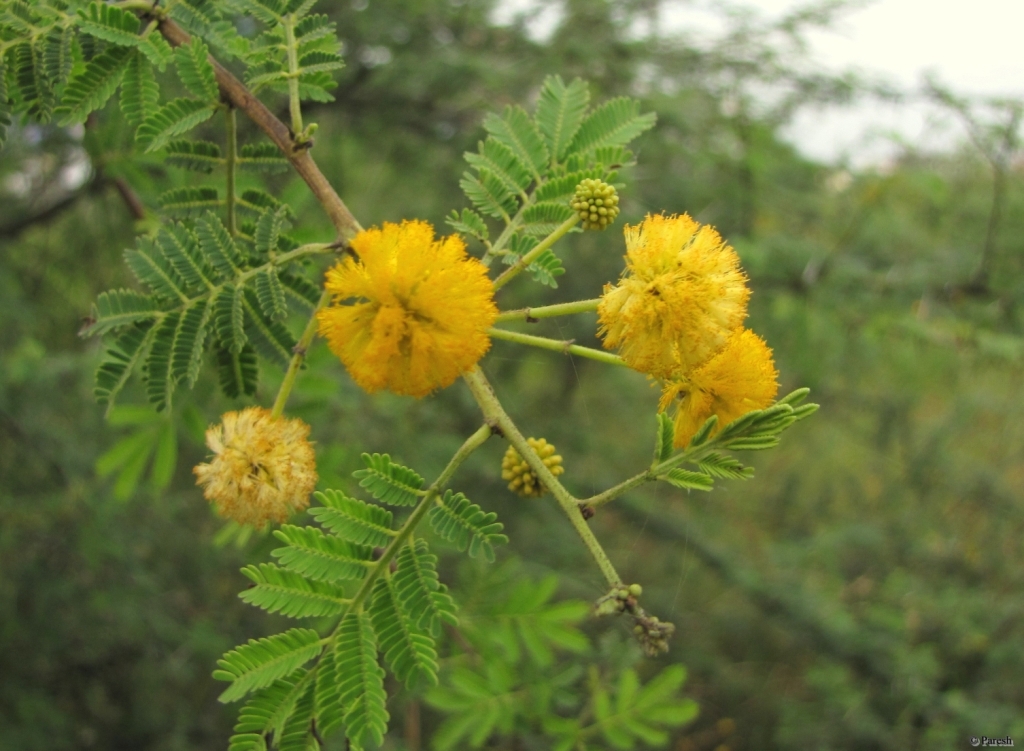 20 Babool, Vachellia nilotica, gum and 28 similar items