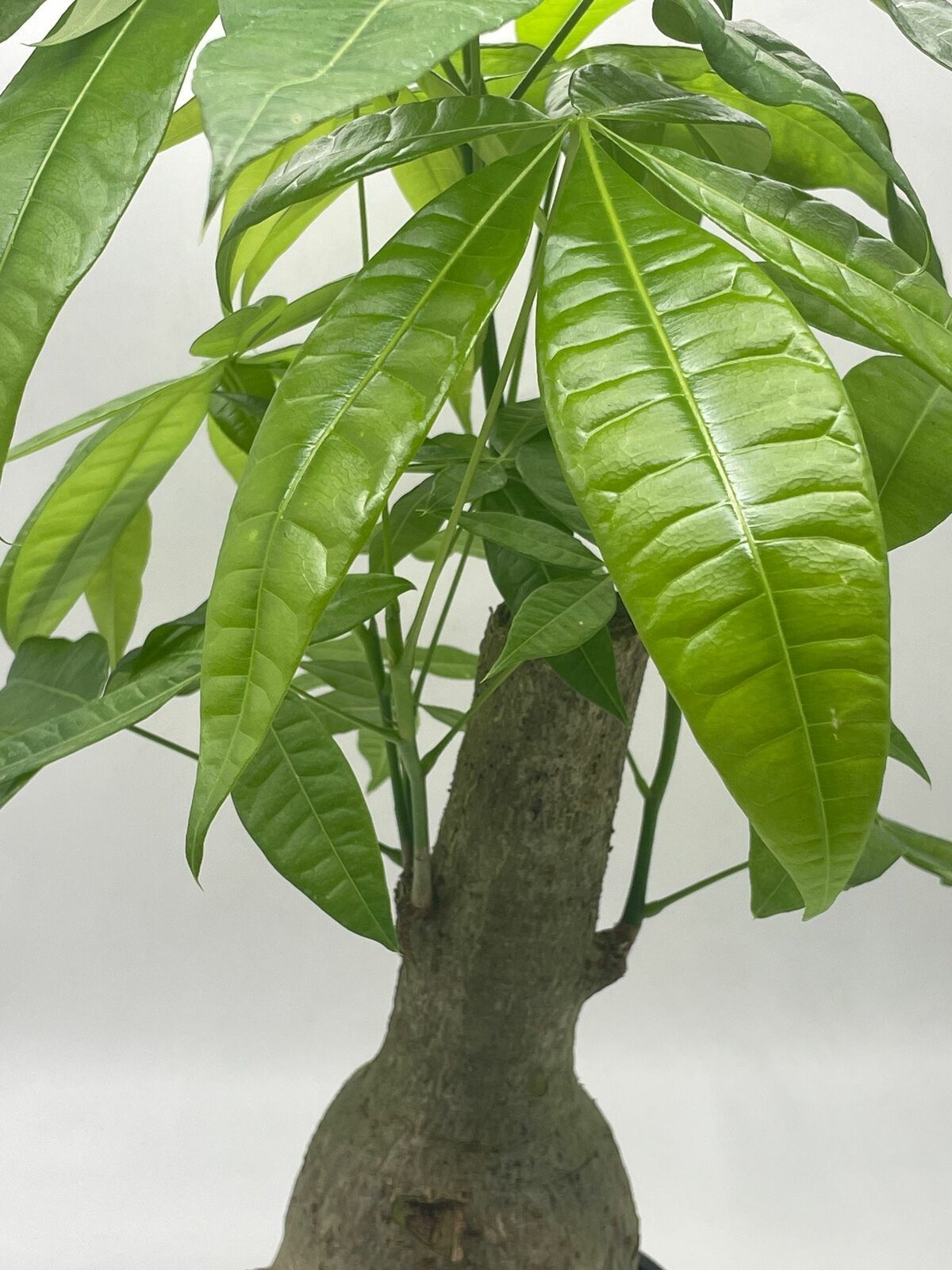 Money Tree Stump, Pachira aquatica, in 6 and similar items