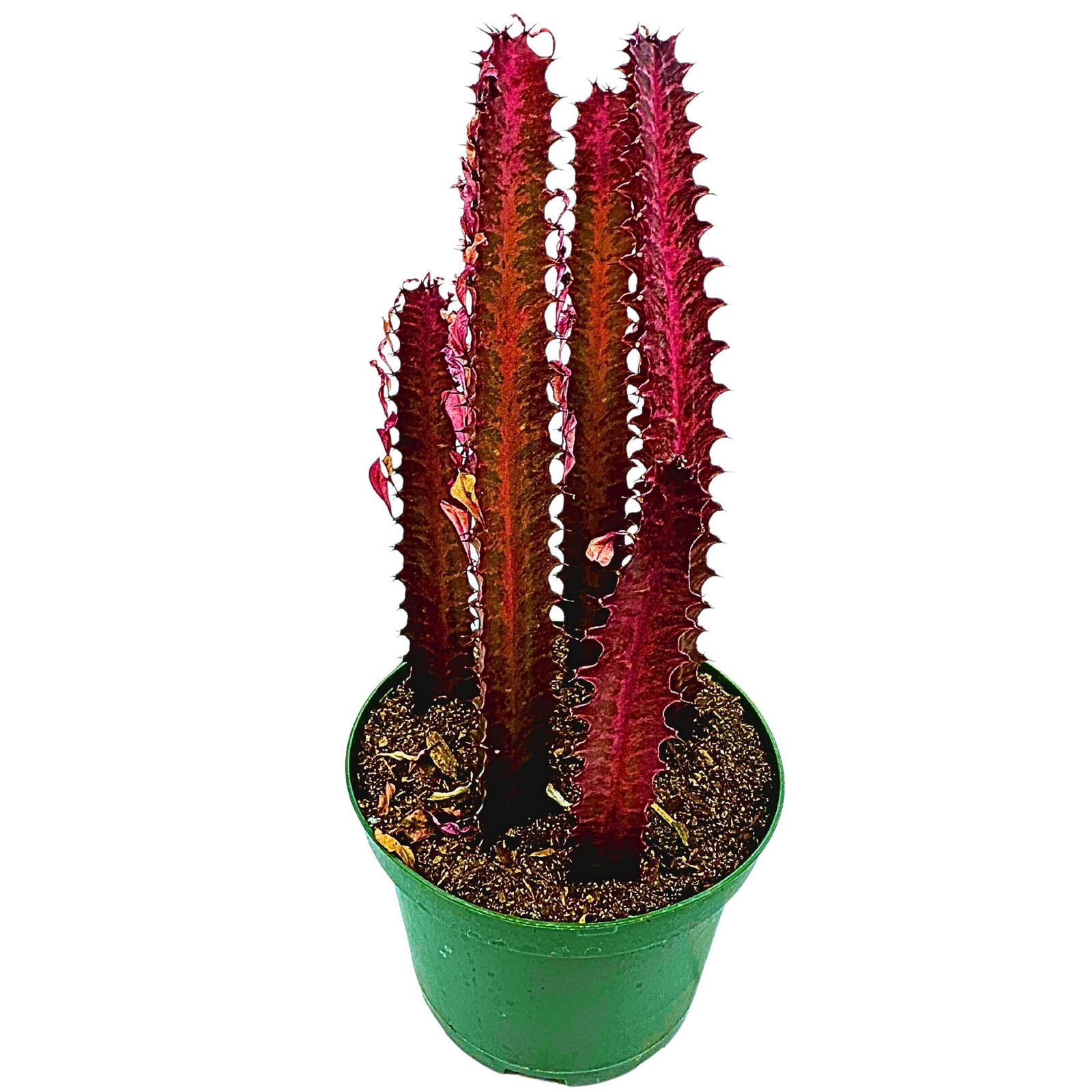 Red African Milk Tree, 6 inch Pot, Euphorbia Trigona, All red - Plants ...