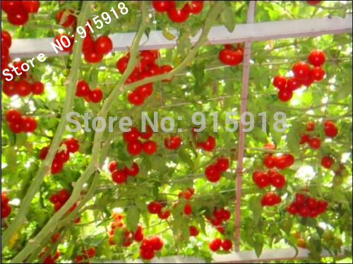 50pcs Italian Tree Tomato *RARE HEIRLOOM!!* SEEDS OF LIFE TOMATO GIANT ...