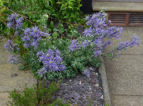 100 Blue Sea Holly (Eryngium) Seeds - Seeds & Bulbs