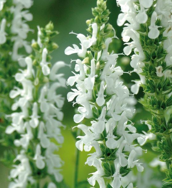 100 White Salvia Flower Seeds - Seeds & Bulbs