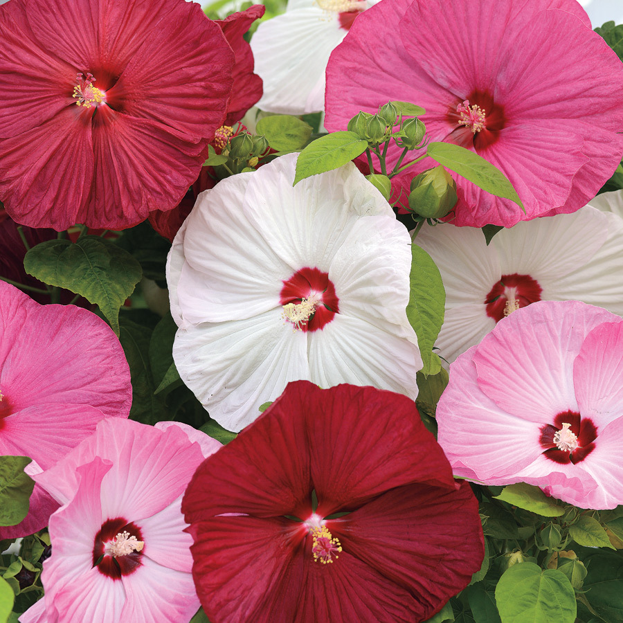 50 Rose Mallow- Mix Colors Flower Seeds - Seeds & Bulbs