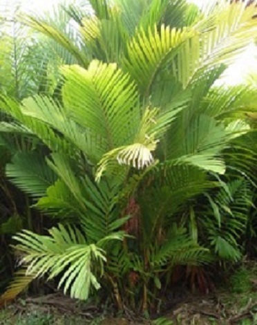 10 Ivory Cane Palm, Pinanga Coronata sp Kuhlii Palm Tree Seeds - Tree Seeds