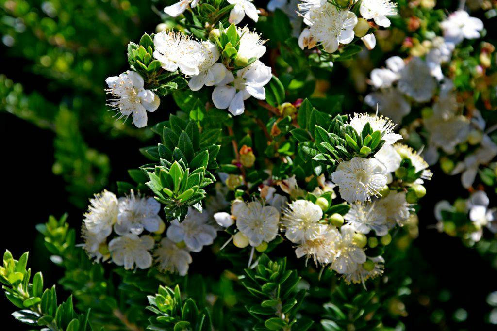 Greek Myrtle Seeds ~Myrtus communis~ Fragrant Flowers & Leaves ... Greek Myrtle Seeds ~Myrtus communis~ Fragrant Flowers & Leaves ...