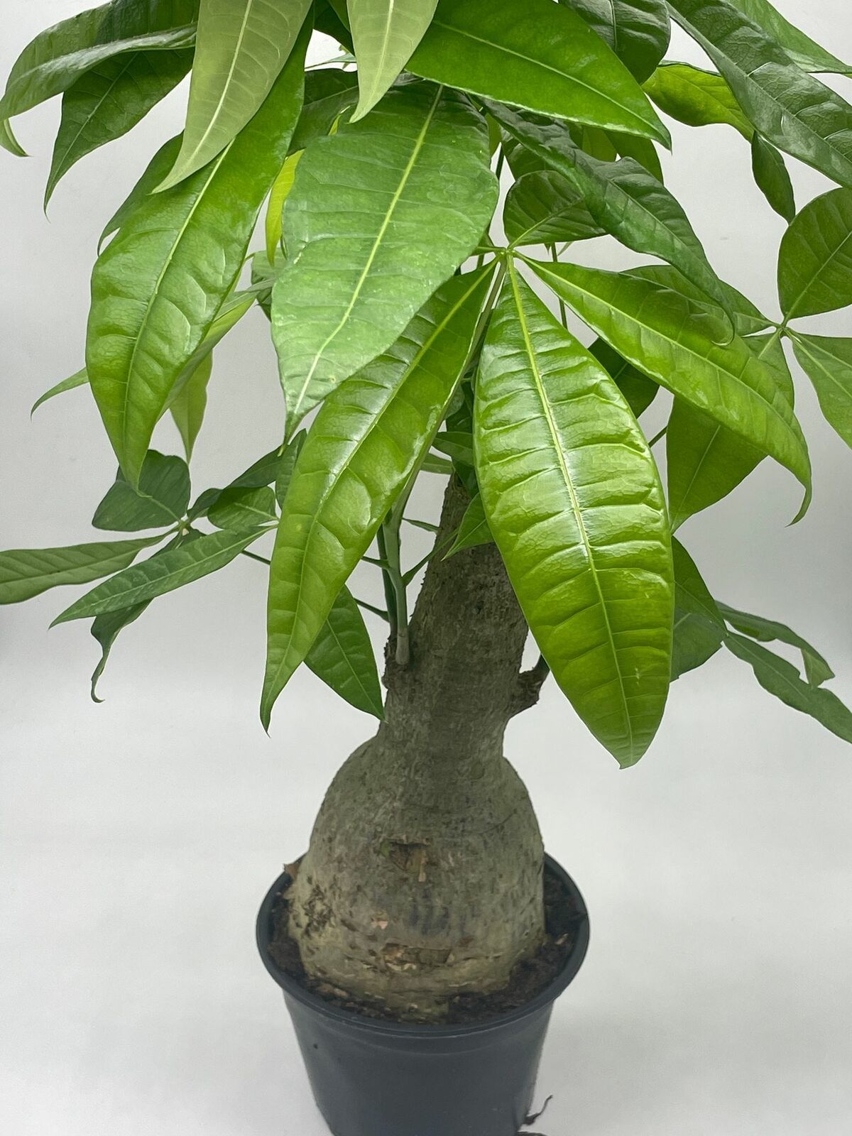 Money Tree Stump, Pachira aquatica, in 6 and similar items