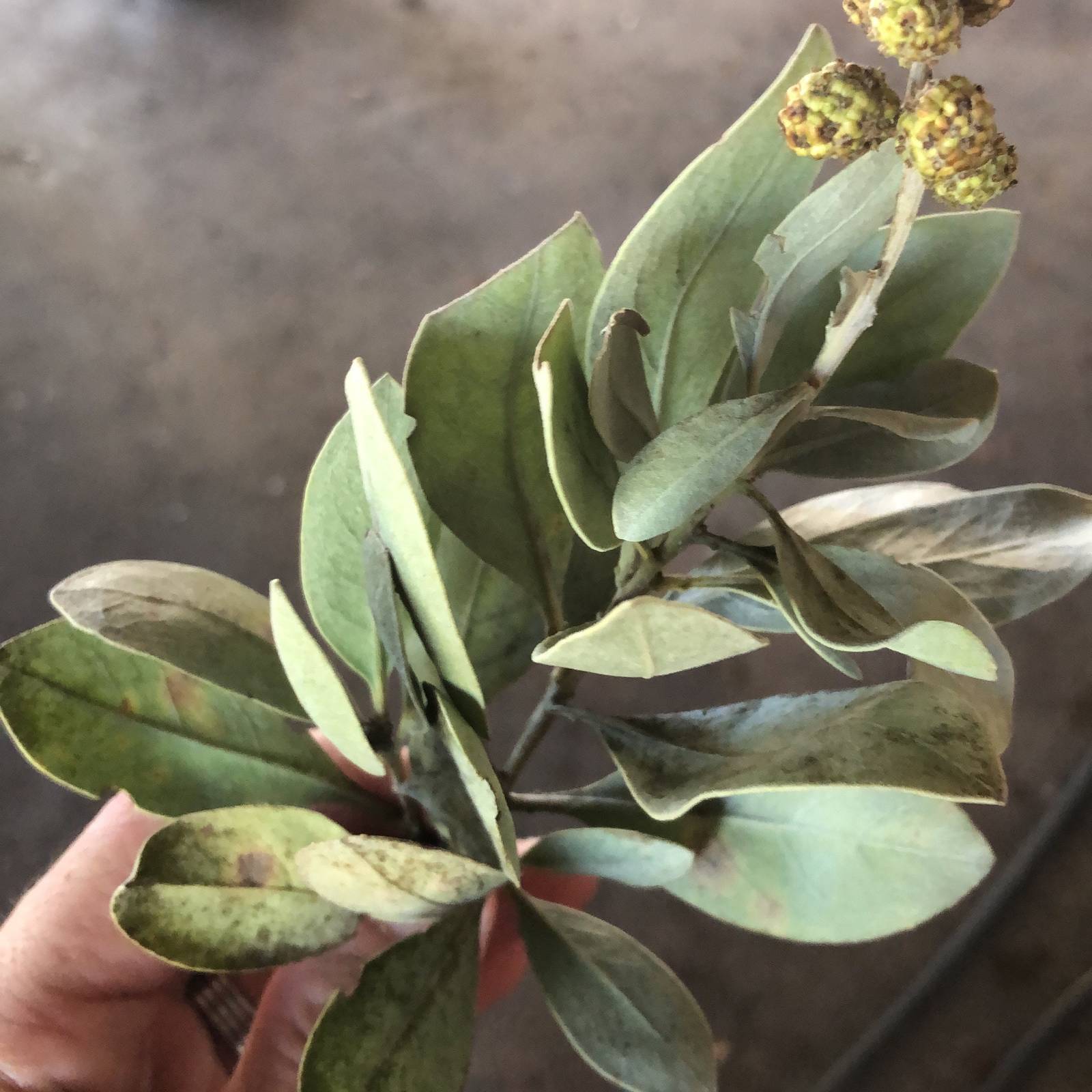 Silver Buttonwood Tree Seeds and 50 similar items