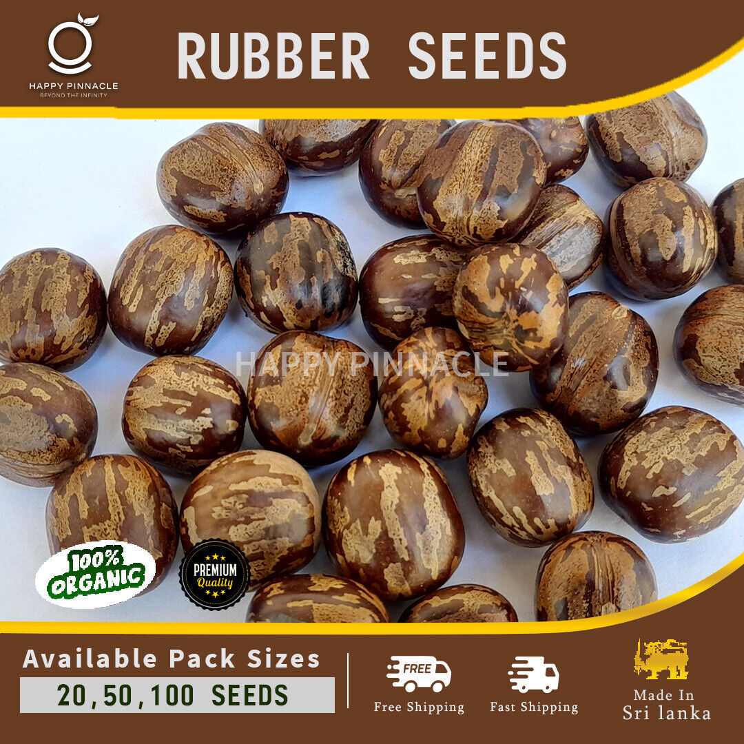 100+ Rubber Tree Seeds, Rubber Seeds, Hevea Brasiliensis Seeds Sri ...