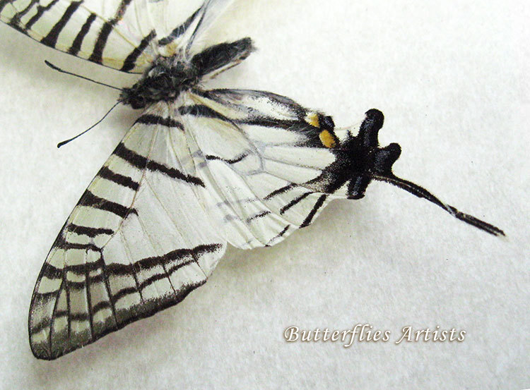 Graphium Mandarinus Spectacle Swordtail Real Butterfly Entomology ...