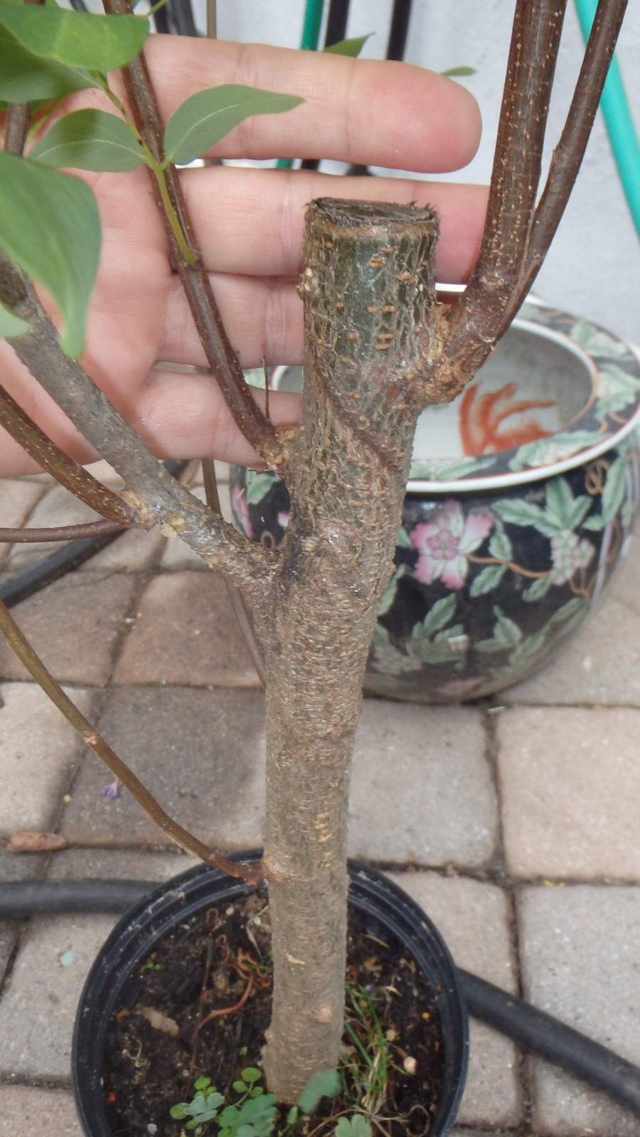 One Black Locust Tree seedling, 3 years old, (Robinia pseudoacacia ...