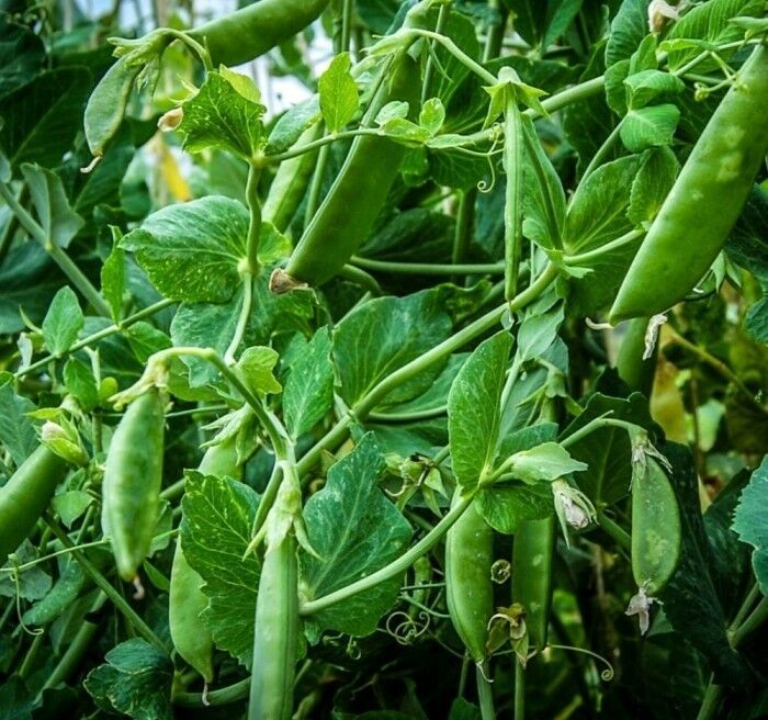 Sugar Ann Pea Seed - Sweet Edible Pod English Running Peas Seeds (¼oz ...