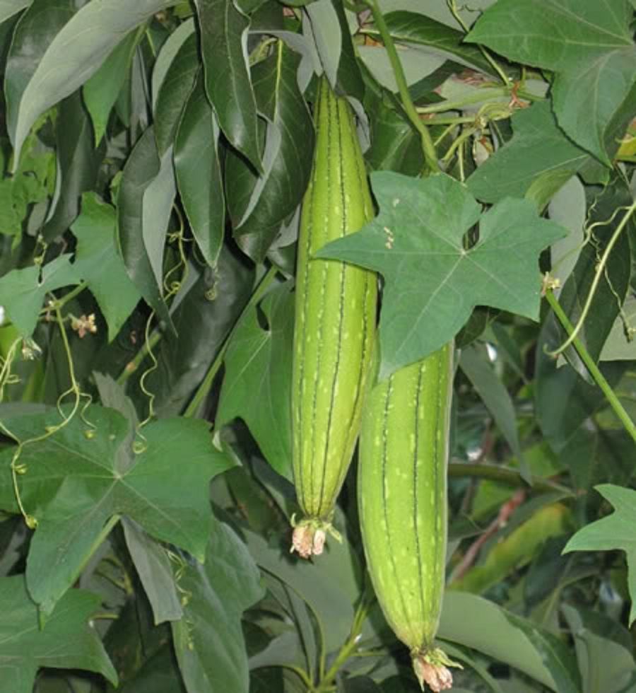 Ridged/Smooth Sponge Gourd Seeds Okra Angled Luffa Gourd Big Flesh ...