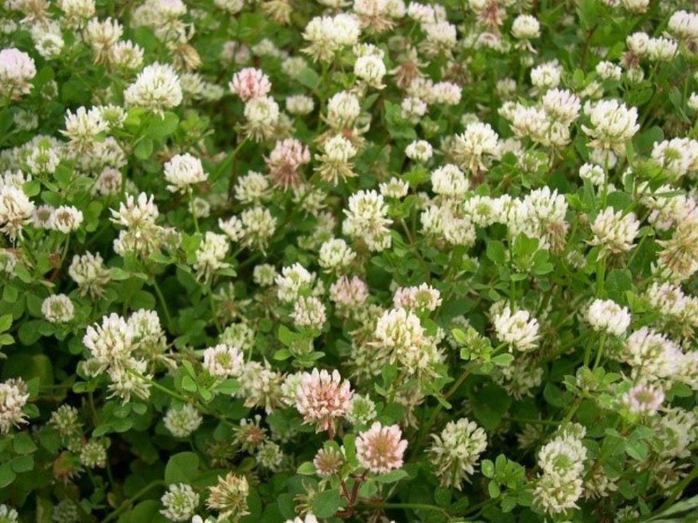 SHIPPED From US, Ball White Clover Seeds, COATED INOCULATED, 0.25 ounce ...
