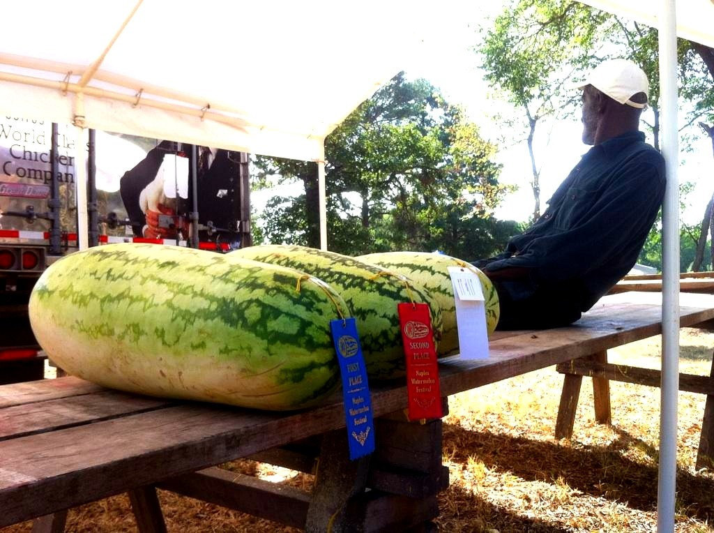 5 Competition Giant Watermelon-1357 - Fruit Seeds