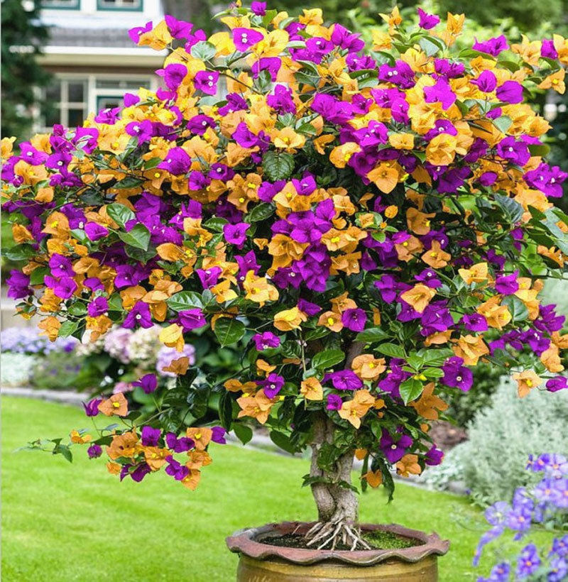 Crepe Myrtle Crape seed 100Seeds Purple yellow Lagerstroemia seeds ...