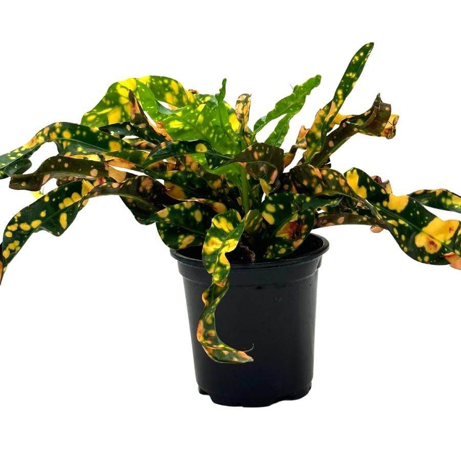 Twisted Variegated Croton Mammy, 4 inch, Very Rare Codiaeum variegatum ...